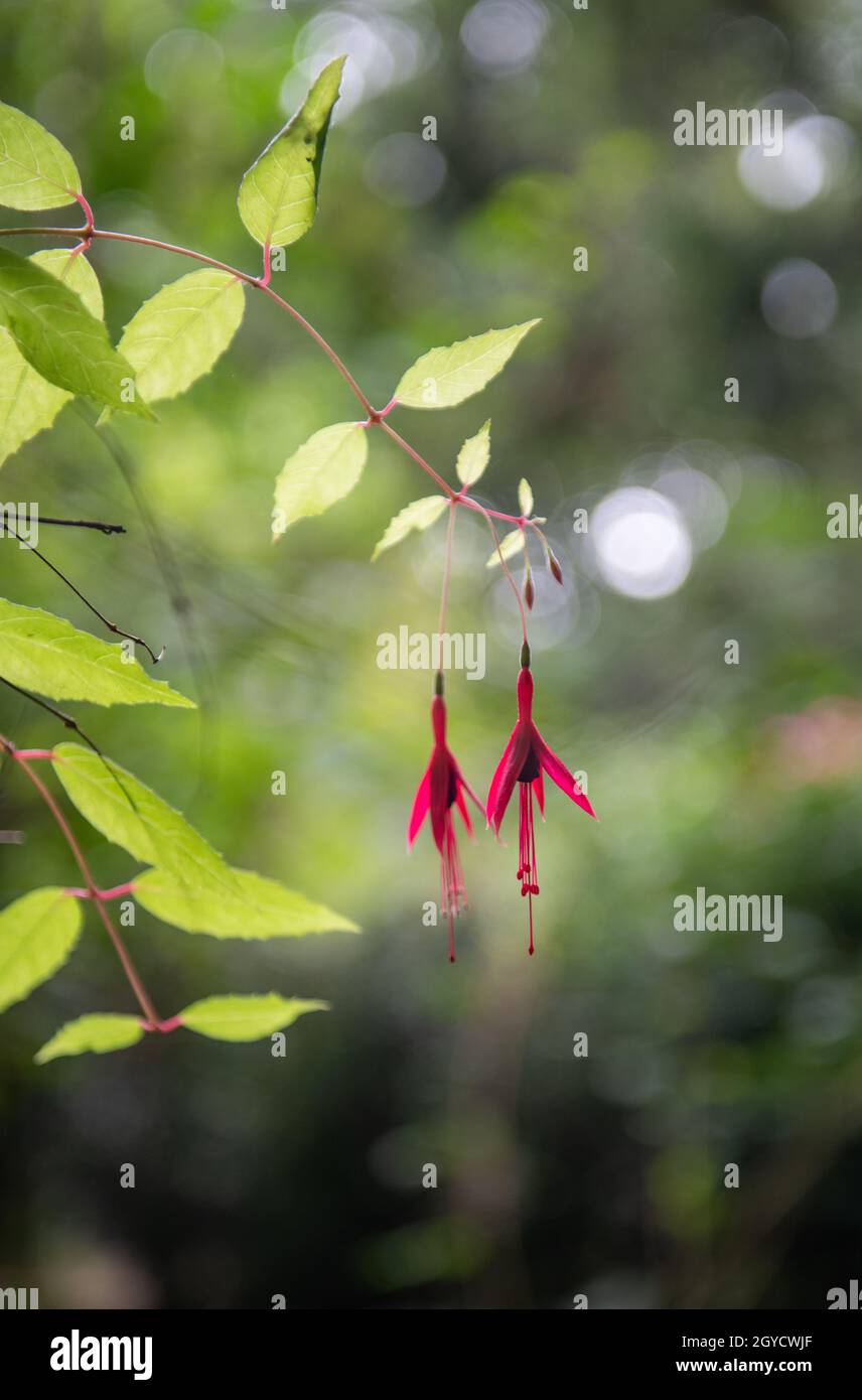 Fuschia pink colour hi-res stock photography and images - Alamy