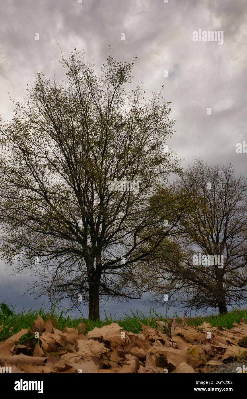 Beautiful autumnal landscape with nice trees and a cloudy sky Stock ...