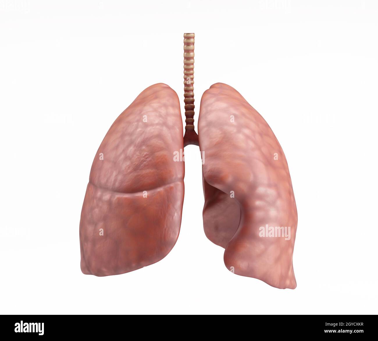 3D Render of Healthy Human Lungs Stock Photo - Alamy