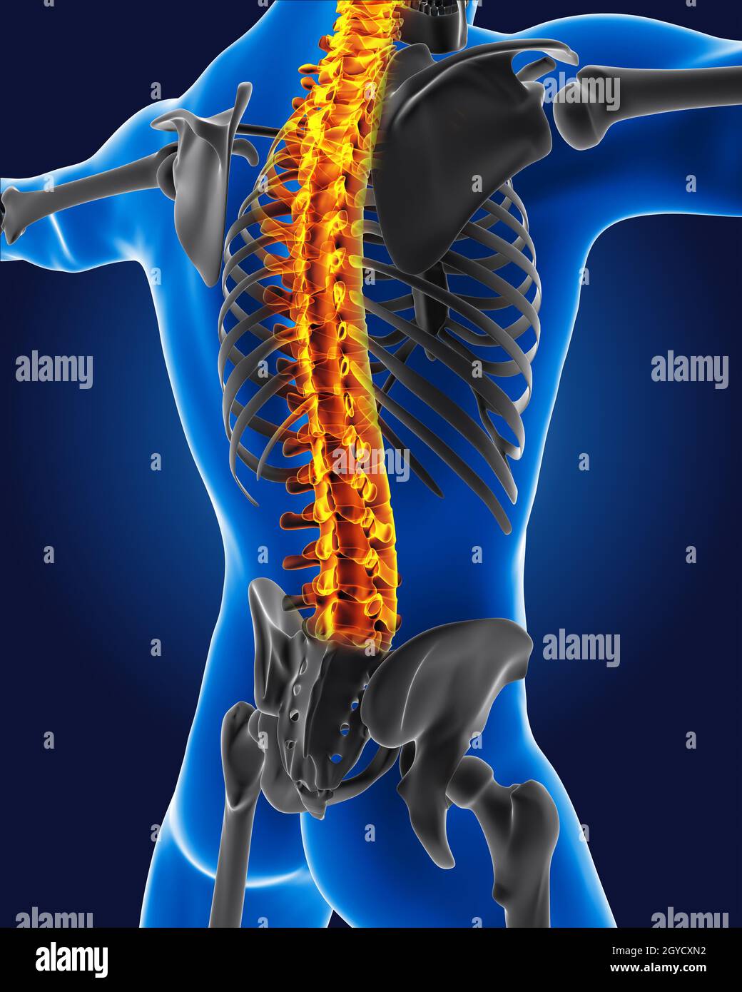 Highlighted bones hi-res stock photography and images - Alamy