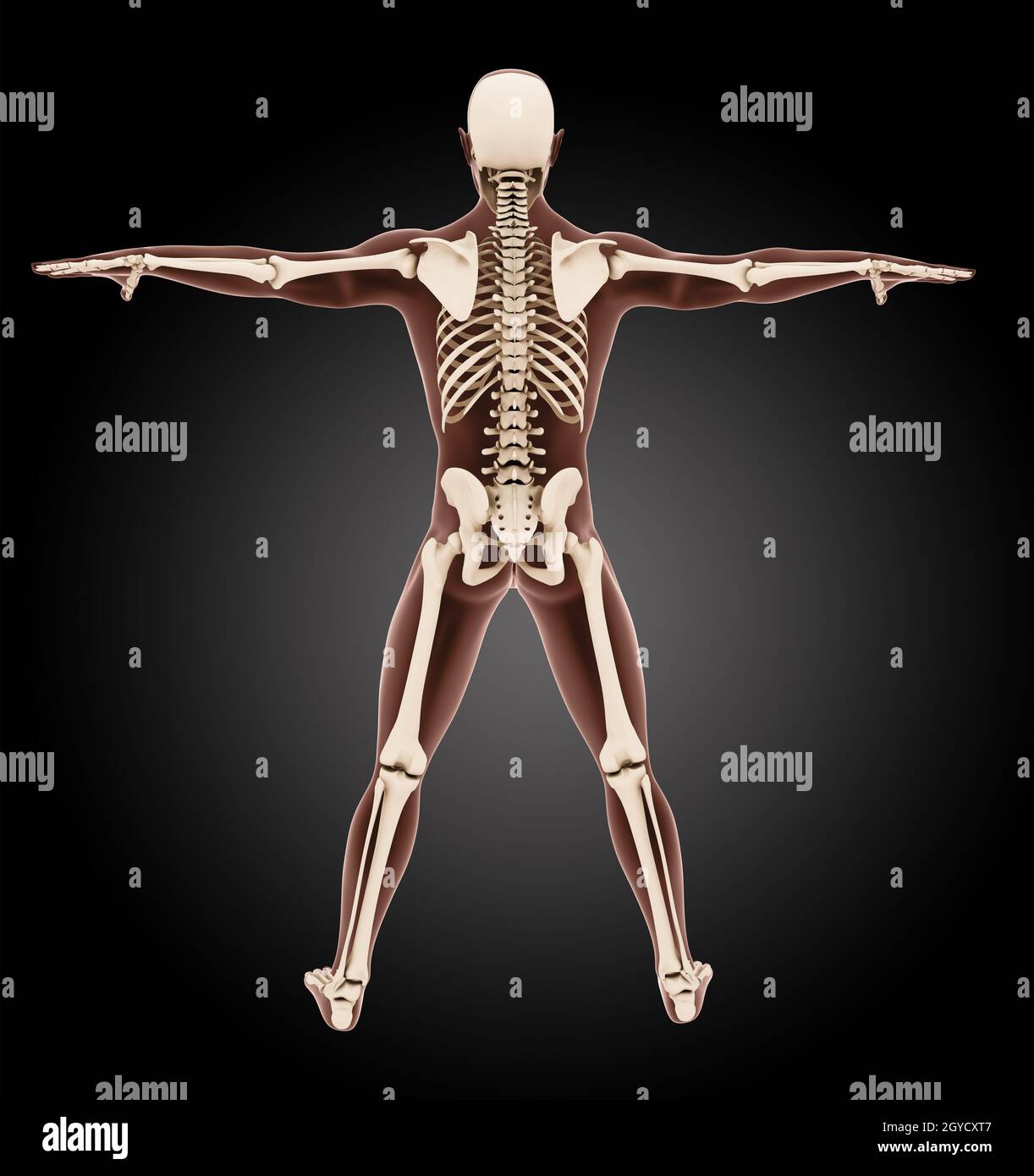 3D render of a male medical skeleton Stock Photo - Alamy