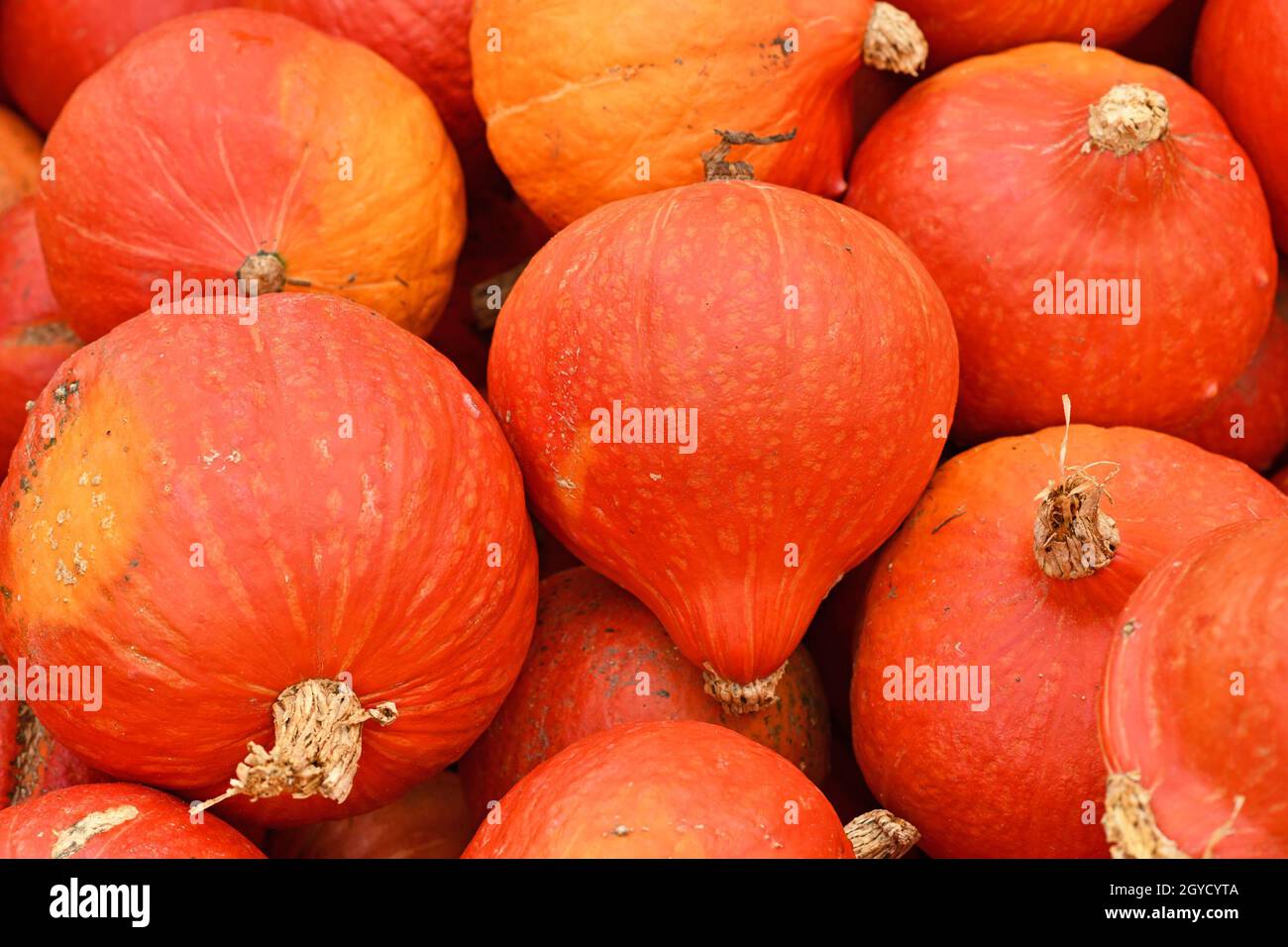 Many red Kuri Hokkaido squashes in pile Stock Photo - Alamy
