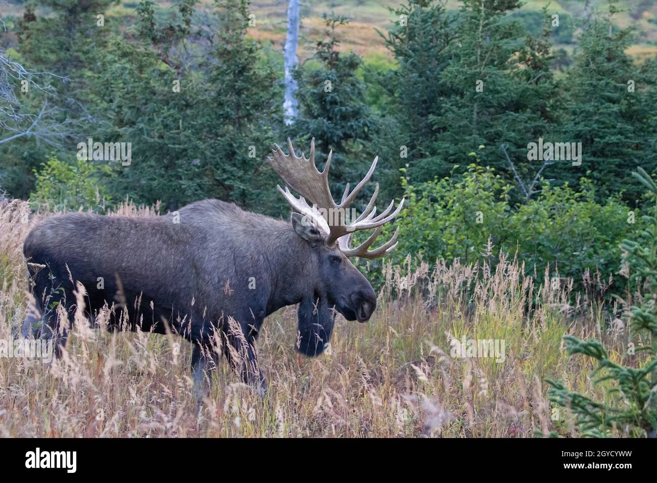 Bull moose fight hi-res stock photography and images - Alamy
