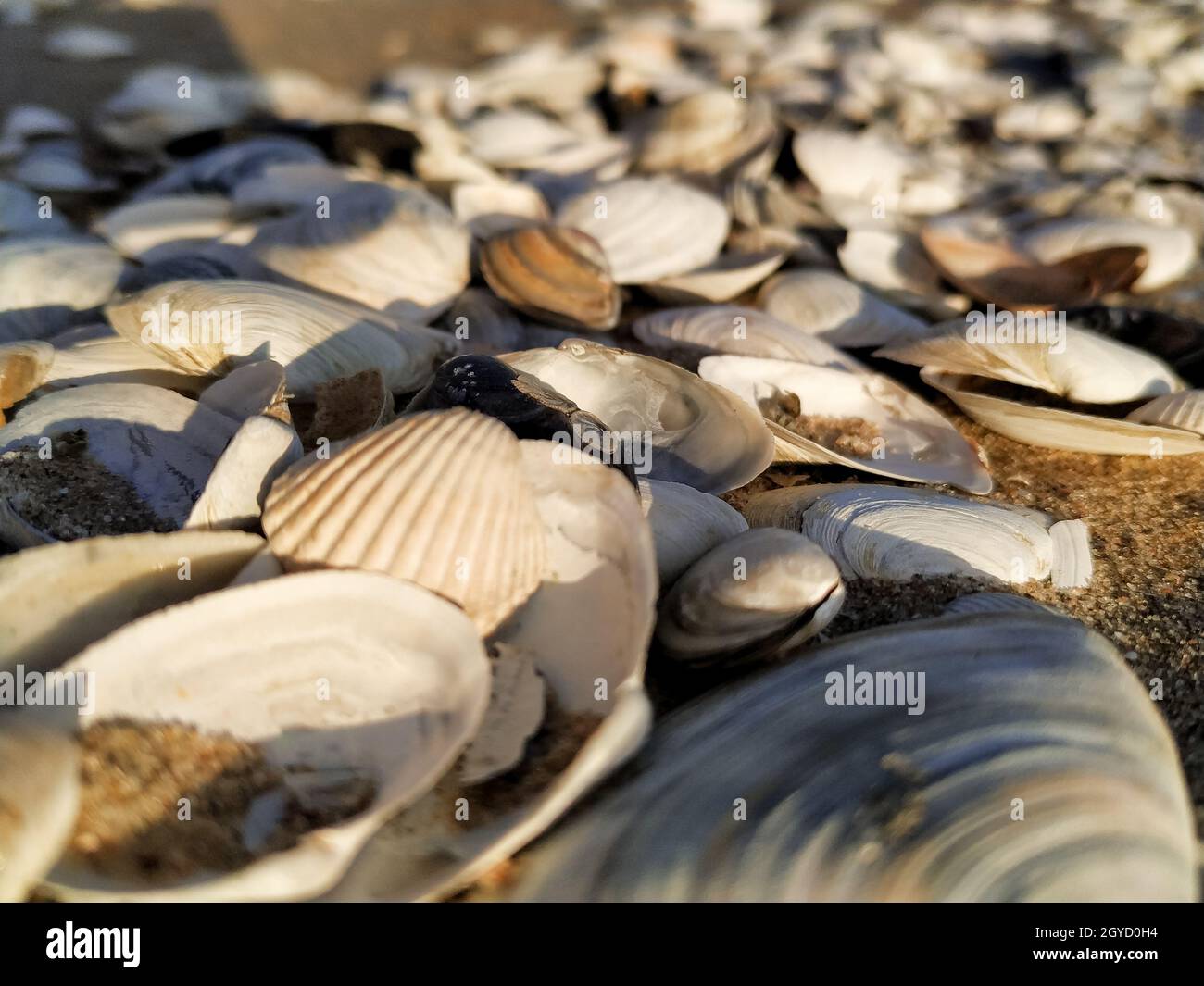 Beautiful Seashells High Resolution Stock Photography and Images - Alamy