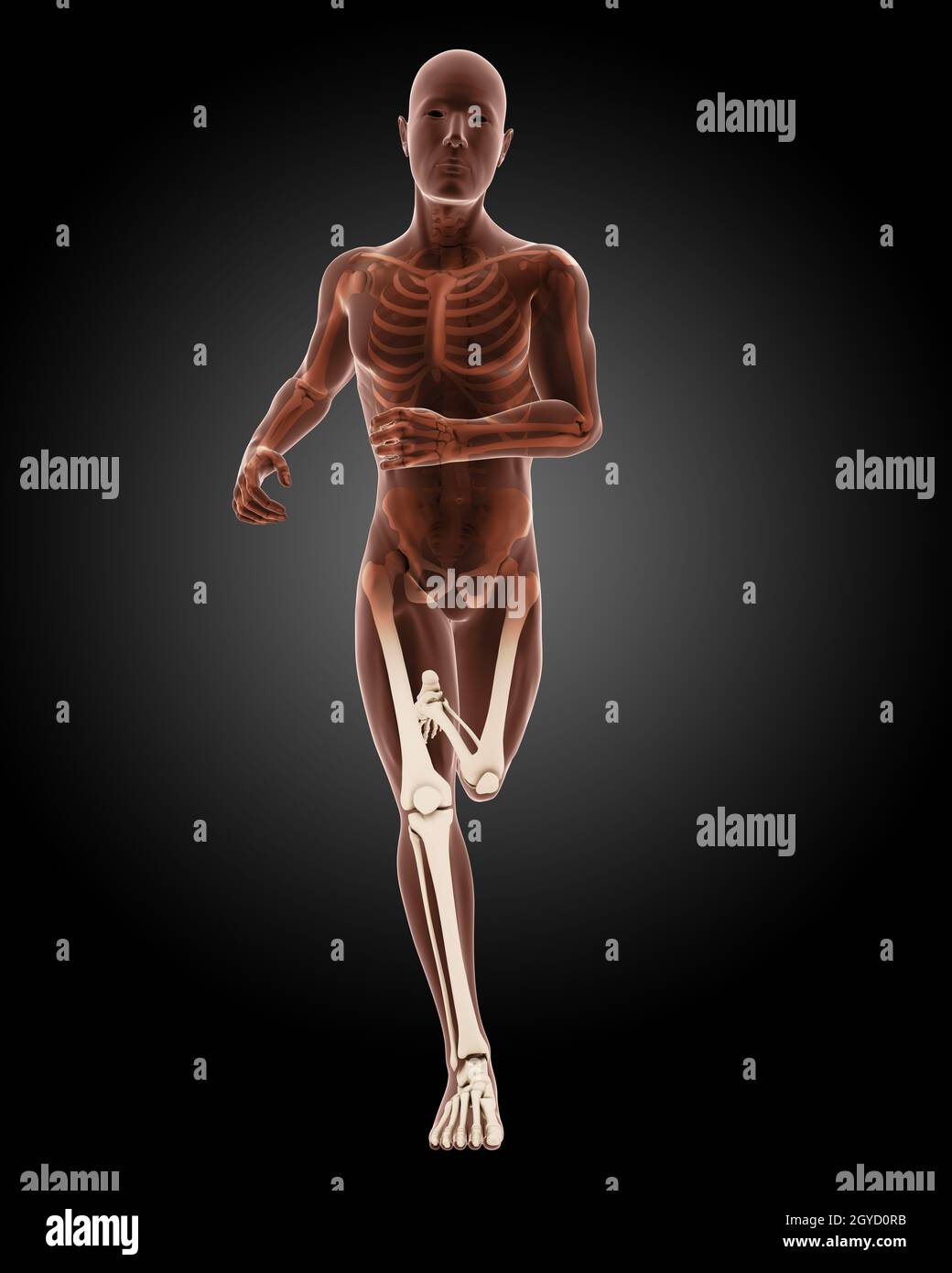 Male anatomy running hi-res stock photography and images - Alamy