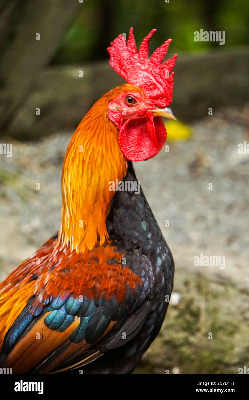 Portrait of a rooster with a red crest posing outdoors Stock Photo - Alamy
