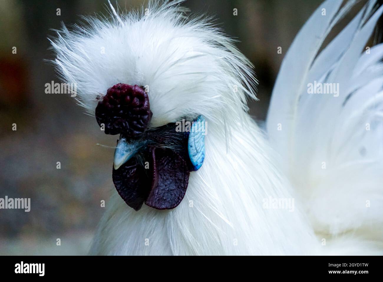 Portrait of a Chinese silk chicken with fluffy plumage Stock Photo - Alamy