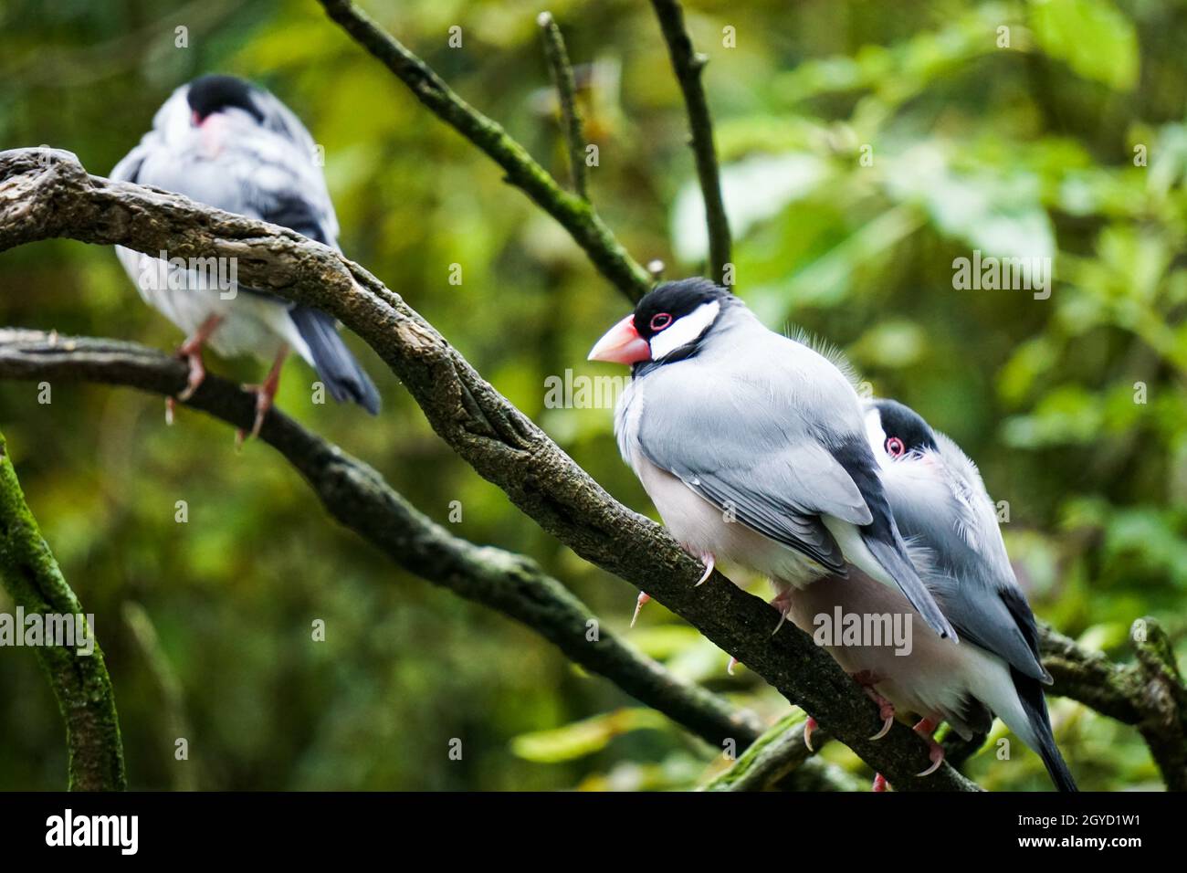 Group of sparrows hi-res stock photography and images - Alamy
