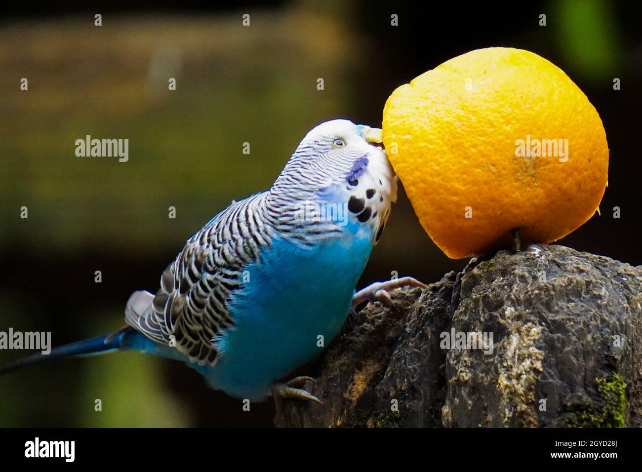 Common pet parakeet shell parakeet seed eating parrot hi-res stock ...