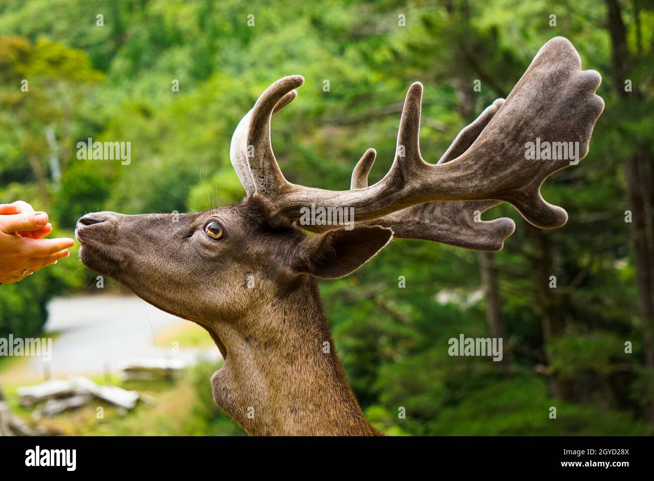 Hand feeding a wild deer hi-res stock photography and images - Alamy
