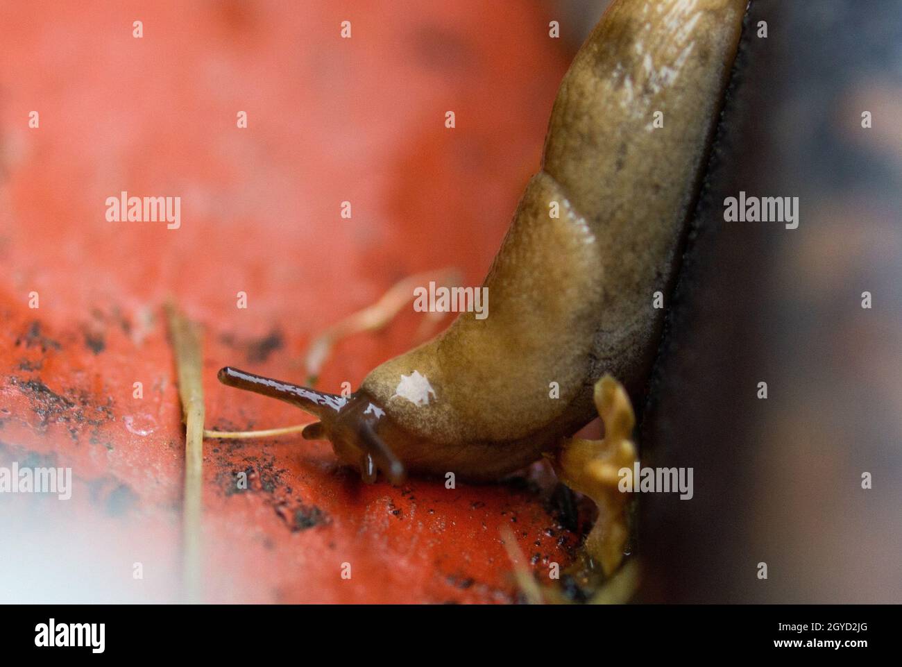 Closeup of a slimy slug in the blurred background Stock Photo - Alamy