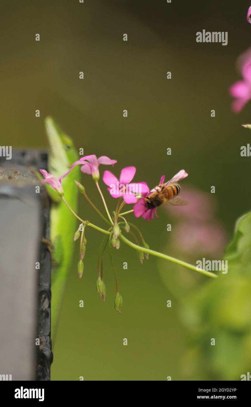 Green Anole Lizard and Bee in Garden Pink Flowers Stock Photo - Alamy