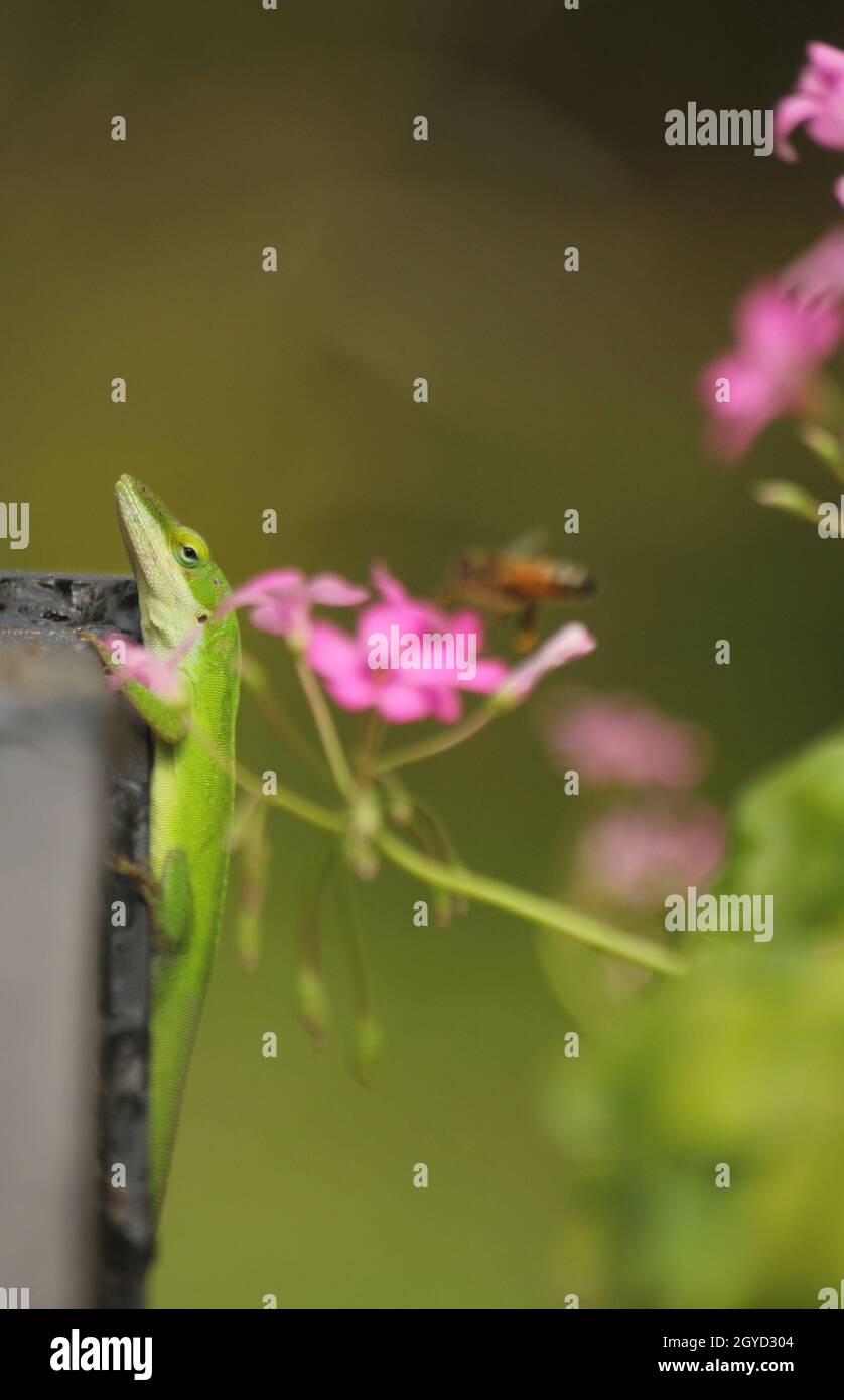 Green Anole Lizard and Bee in Garden Pink Flowers Stock Photo - Alamy