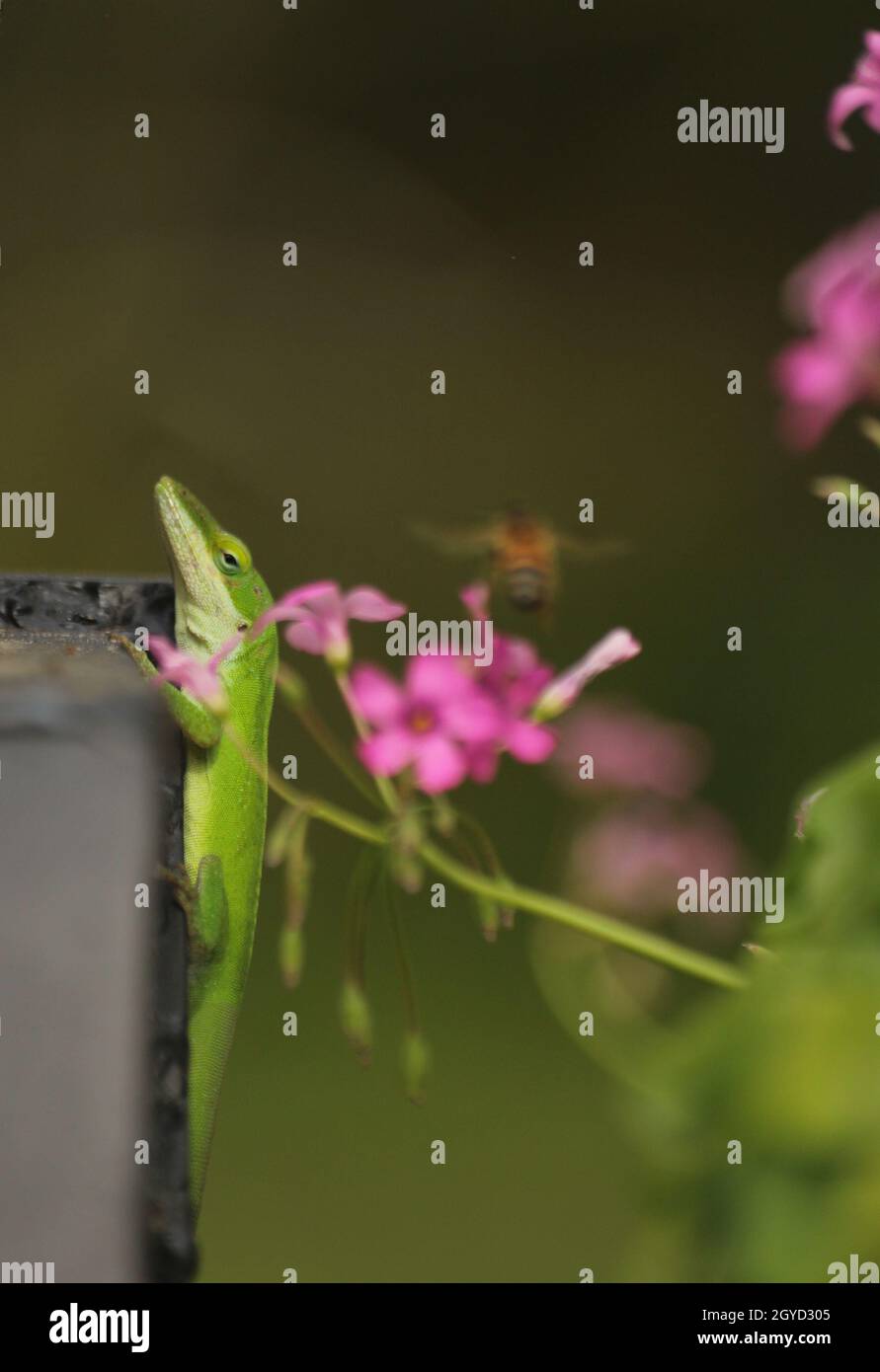 Green Anole Lizard and Bee in Garden Pink Flowers Stock Photo - Alamy
