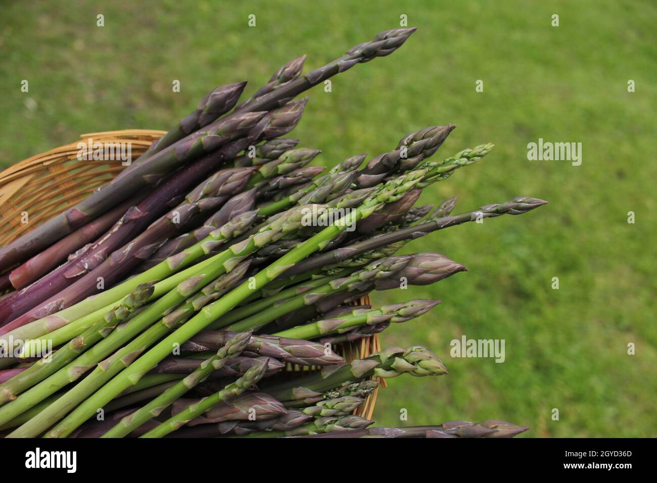 Fresh Organic Asparagus Picked From Garden Stock Photo - Alamy