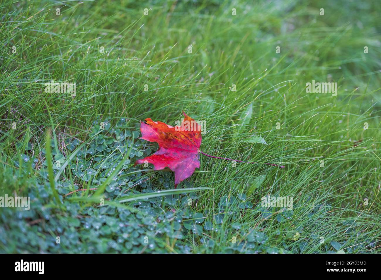 Beautiful autumn nature background . Red fallen leaves on green grass ...