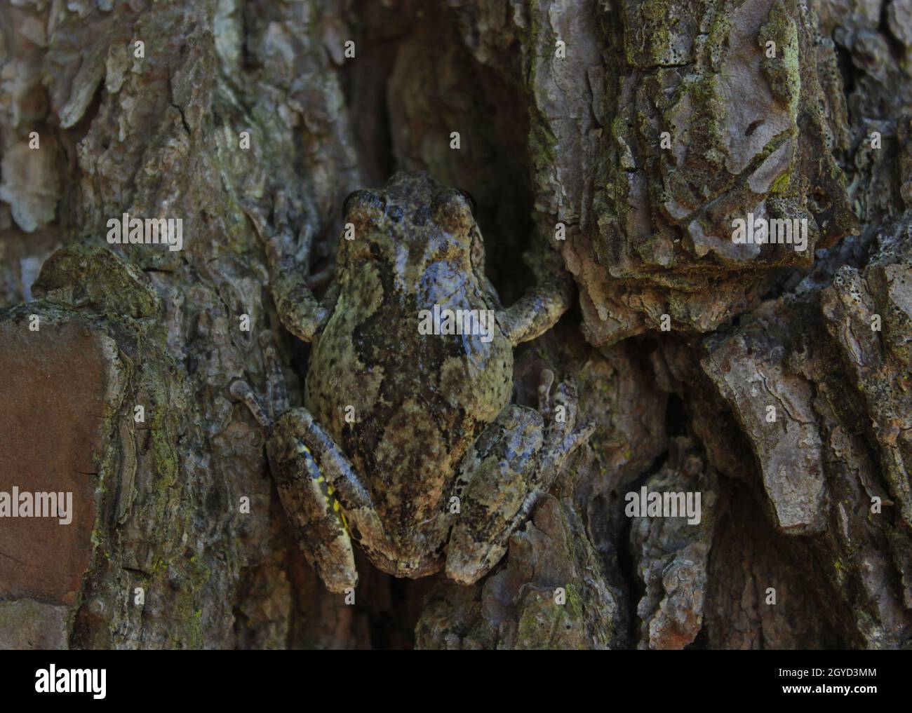 Gray Tree Frog Hyla chrysoscelis on pine tree in East Texas Stock Photo ...
