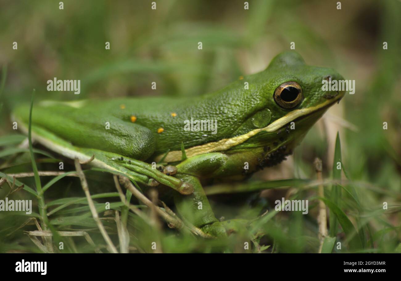 Louisiana green tree frog hi-res stock photography and images - Alamy