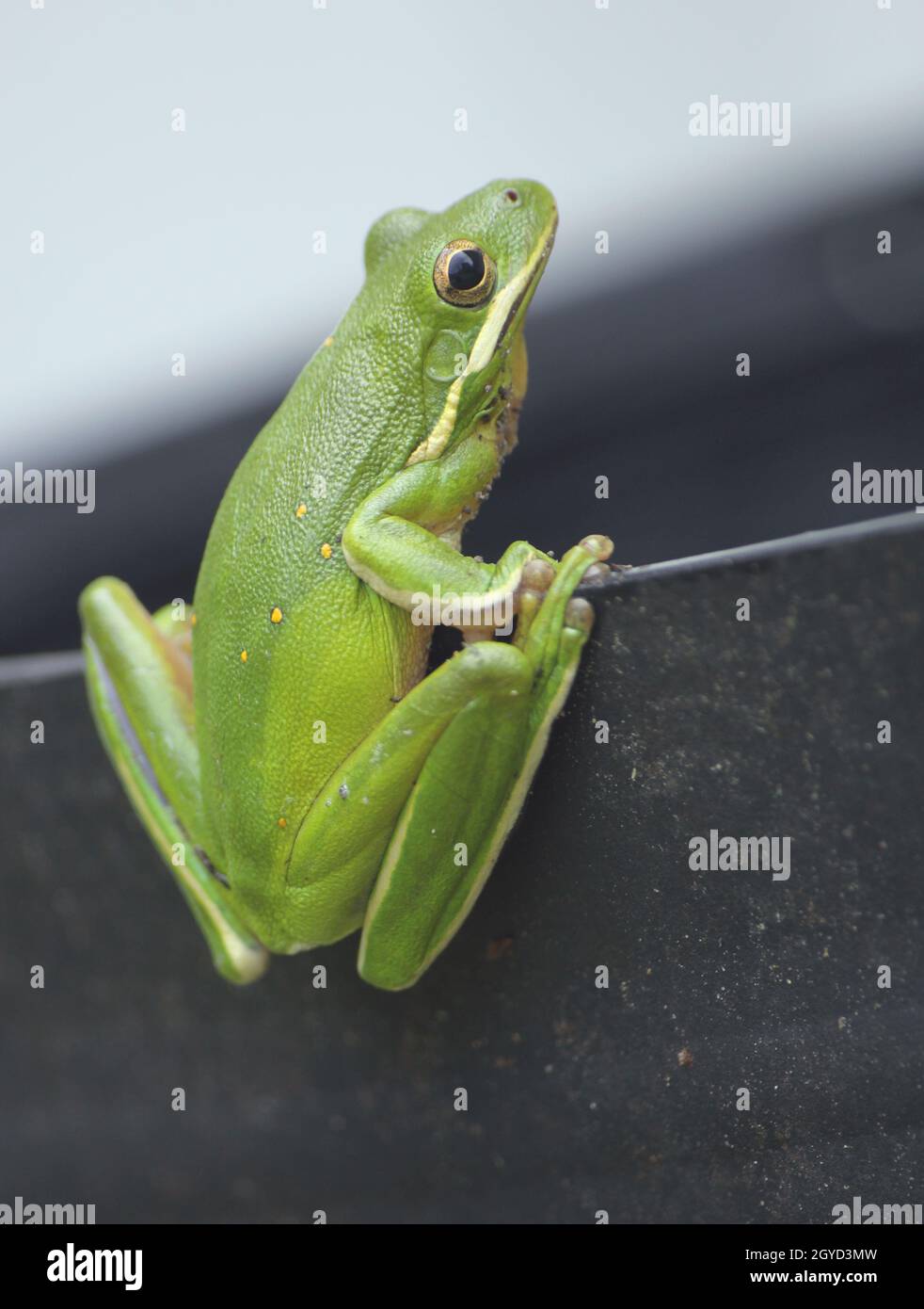 Louisiana green tree frog hi-res stock photography and images - Alamy