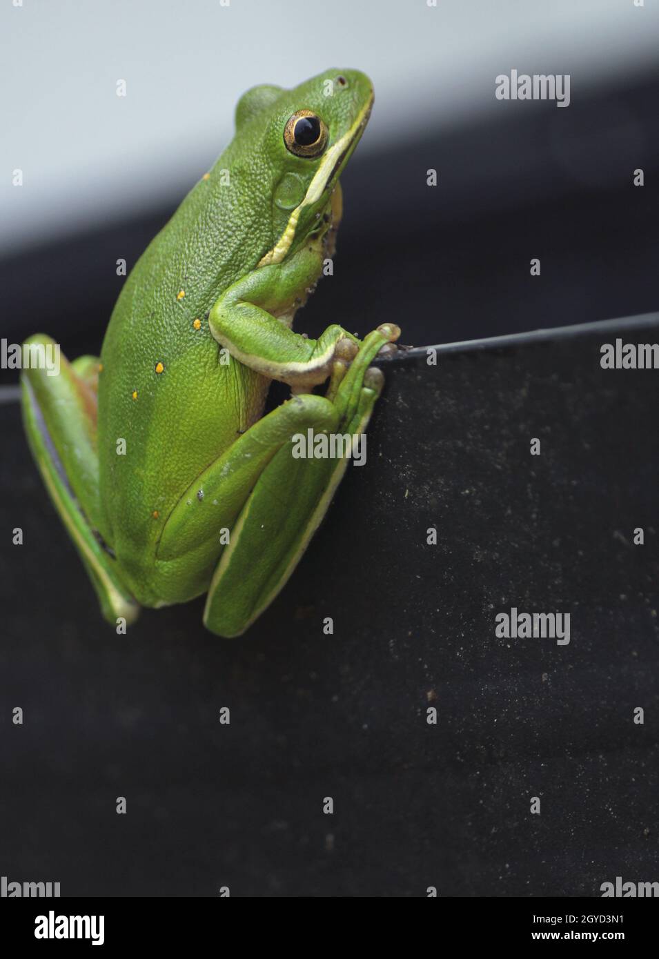 American Green Tree Frog Hyla cinerea Stock Photo - Alamy