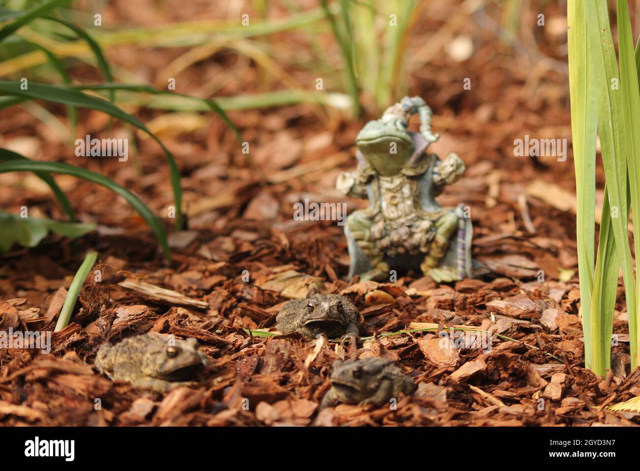 Texas Toads - Anaxyrus speciosus - With Statue of Frog King in ...