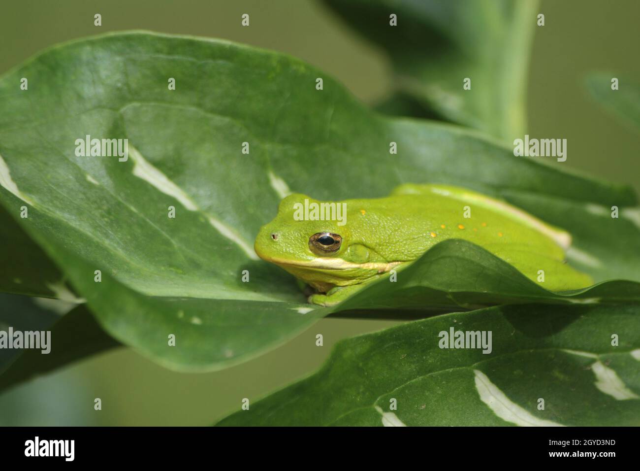 Louisiana green tree frog hi-res stock photography and images - Alamy