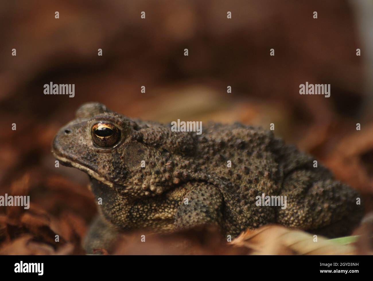 Texas Toad Anaxyrus speciosus in Garden Stock Photo - Alamy