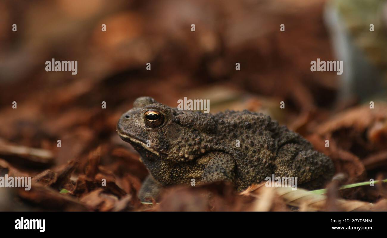Texas Toad Anaxyrus speciosus in Garden Stock Photo - Alamy