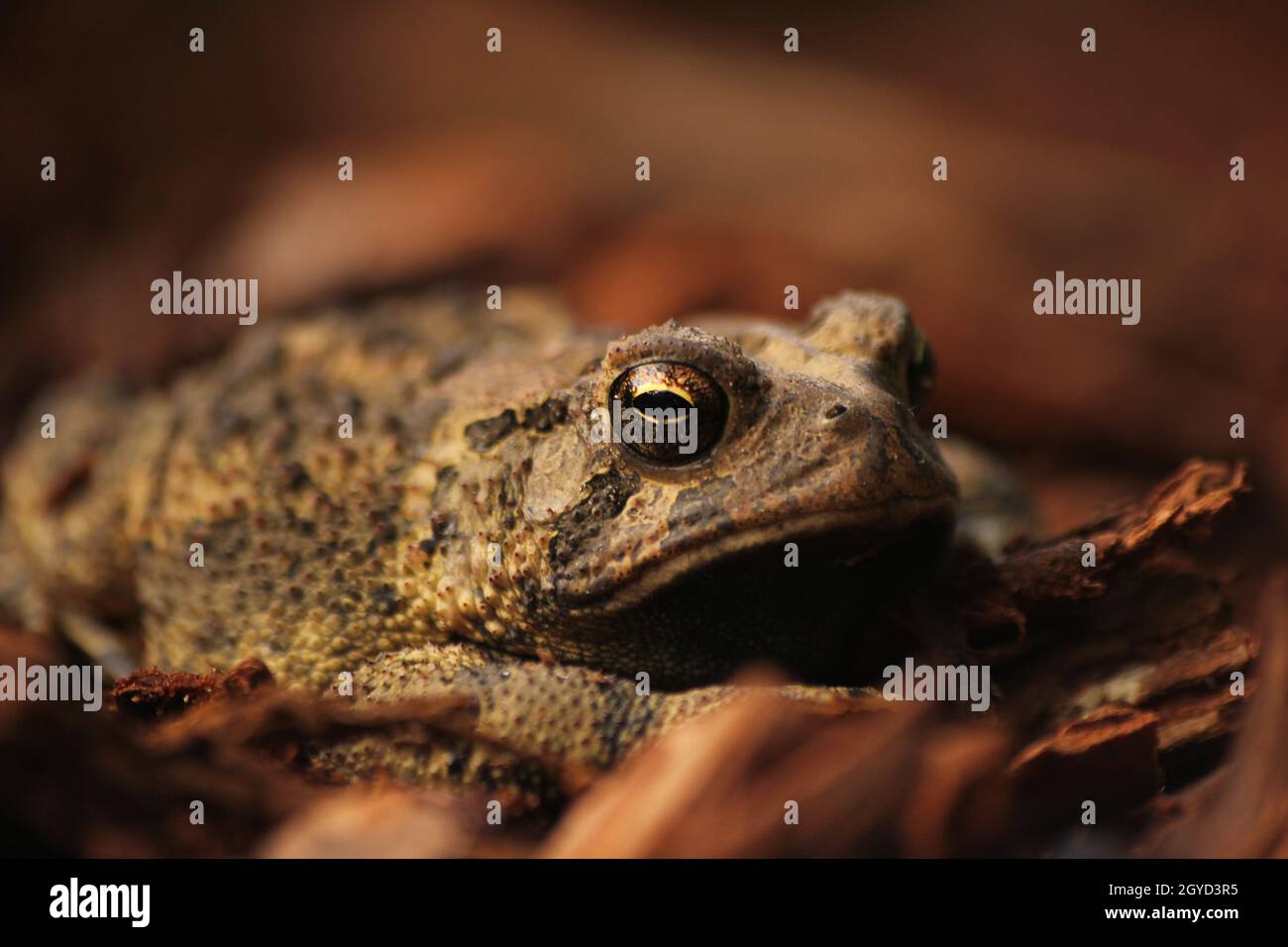 Texas Toad Anaxyrus speciosus in Garden Stock Photo - Alamy