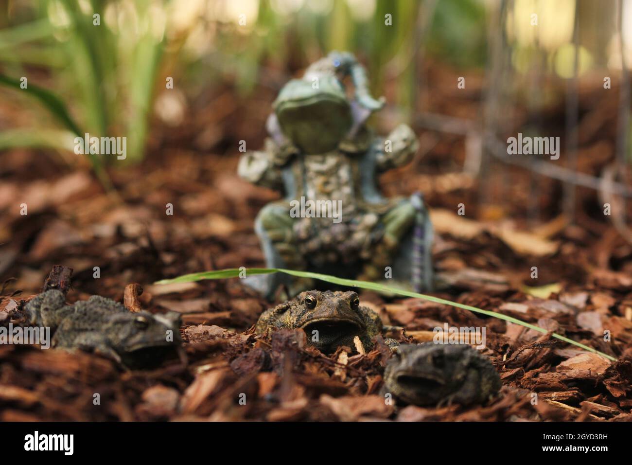 Texas Toads - Anaxyrus speciosus - With Statue of Frog King in ...