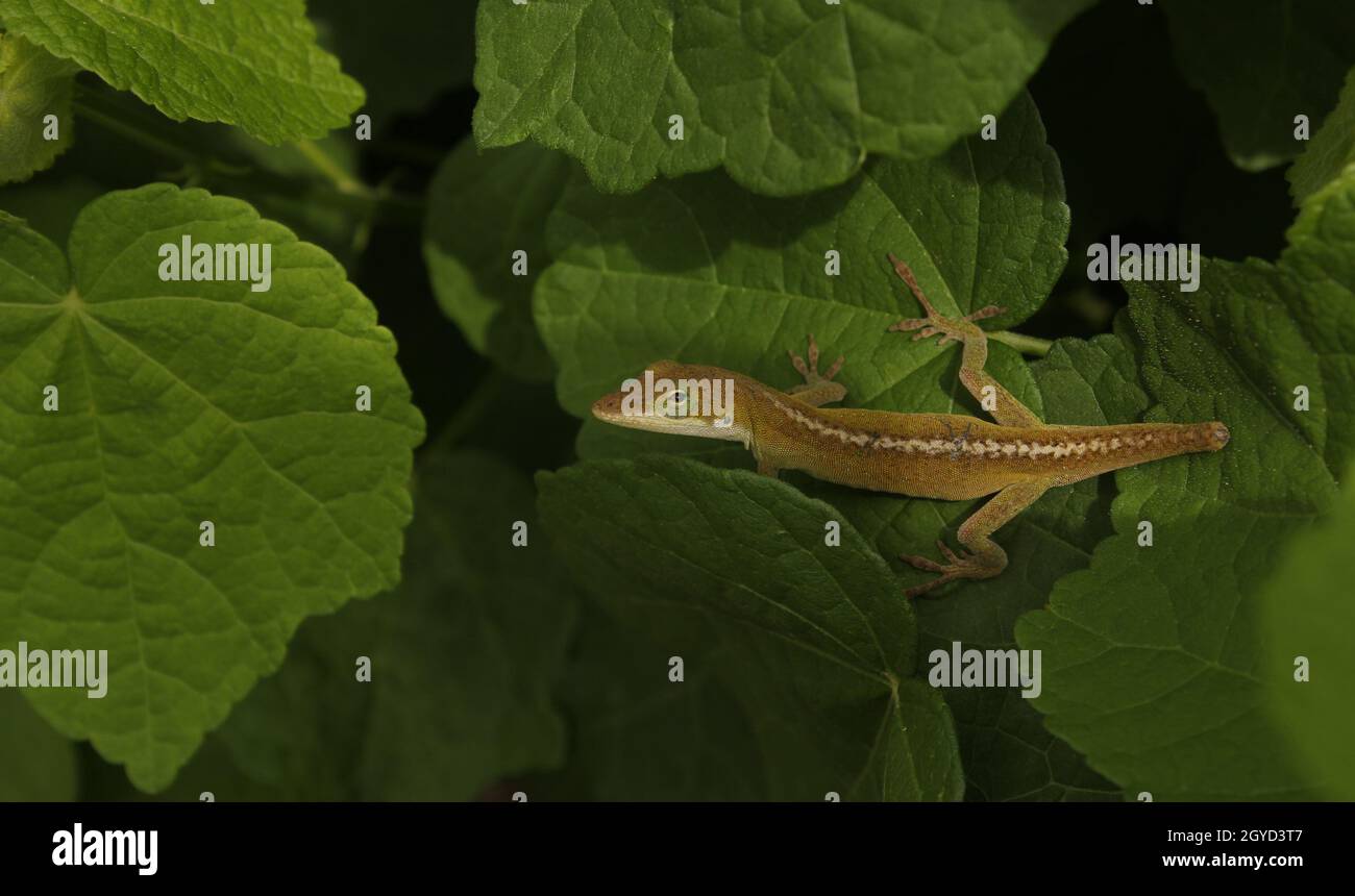 Green Anole Lizard Anolis carolinensis With Broken Tail and Scars on ...