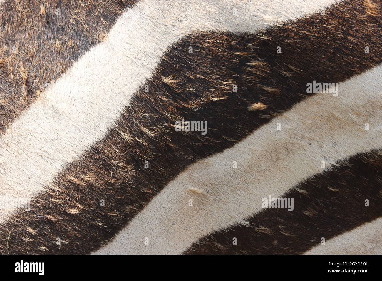beautiful zebras wild animals herbivores fast stripes Stock Photo - Alamy