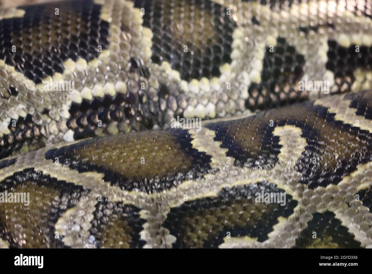 beautiful dangerous snake silent stealth reptile venom Stock Photo - Alamy