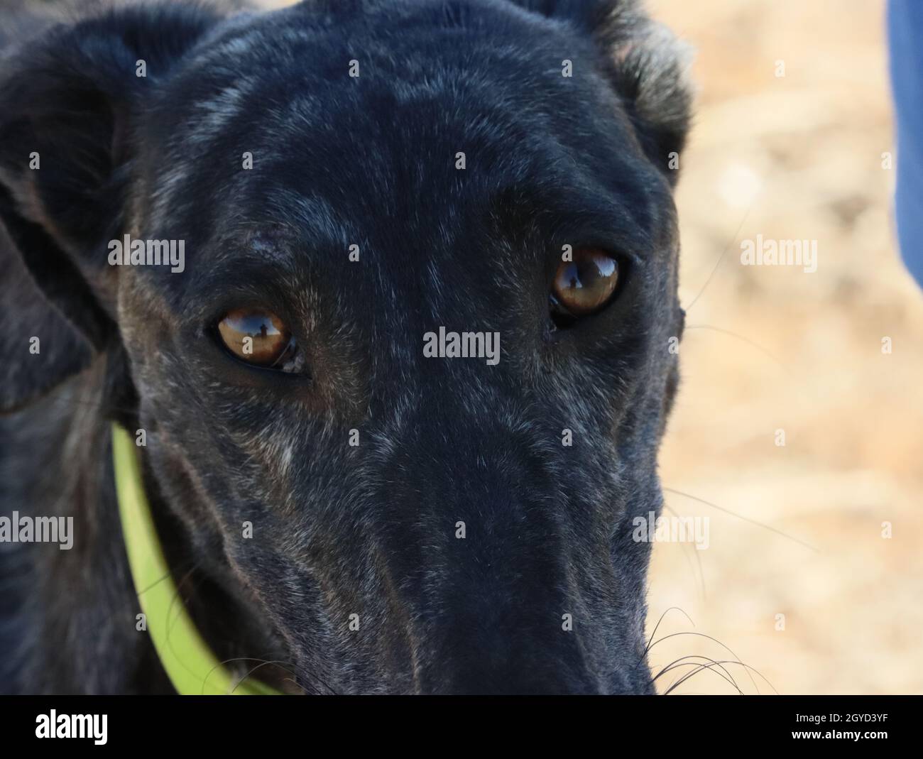 greyhound race fast dog domestic animal field hare hunting Stock Photo ...