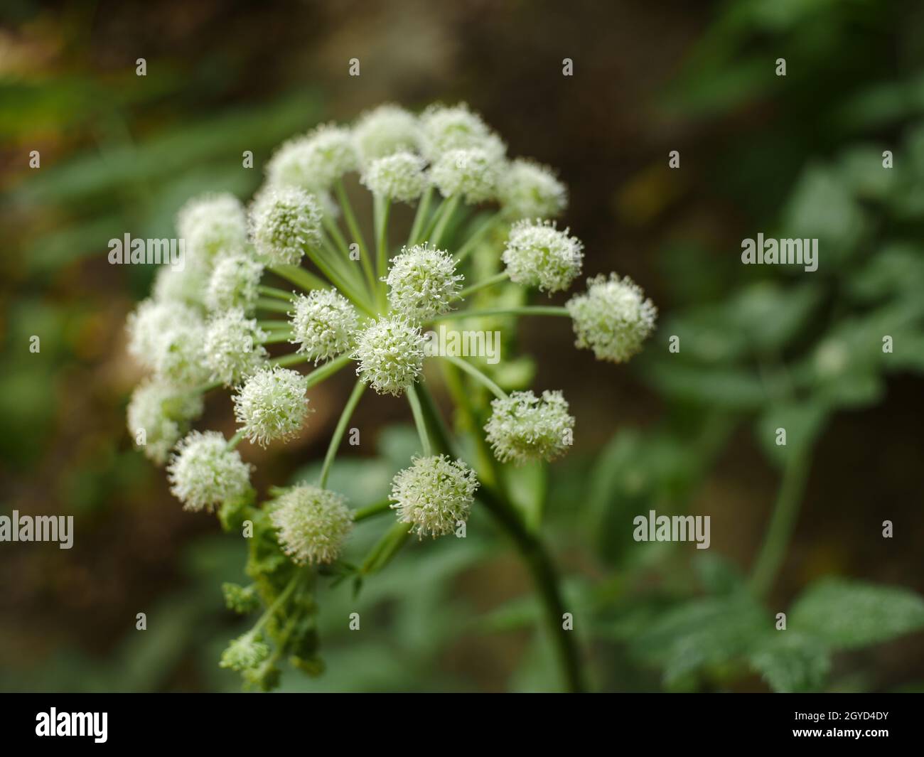 Angelica inflorescence of White fluffy flowers close-up Stock Photo - Alamy