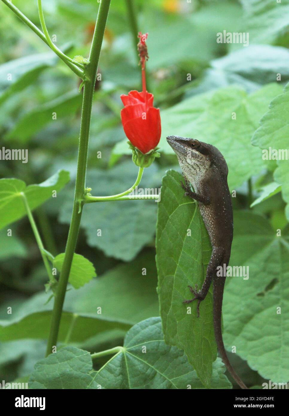 Green Anole Lizard Anolis carolinensis on Red Turks Cap Bush Stock ...