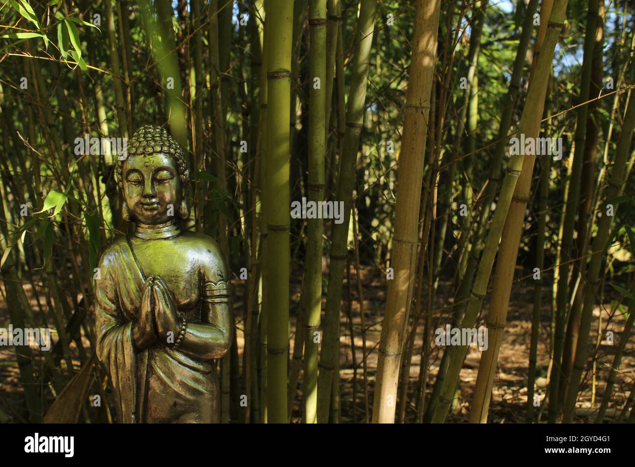 Buddha Statue in bamboo forest Stock Photo - Alamy