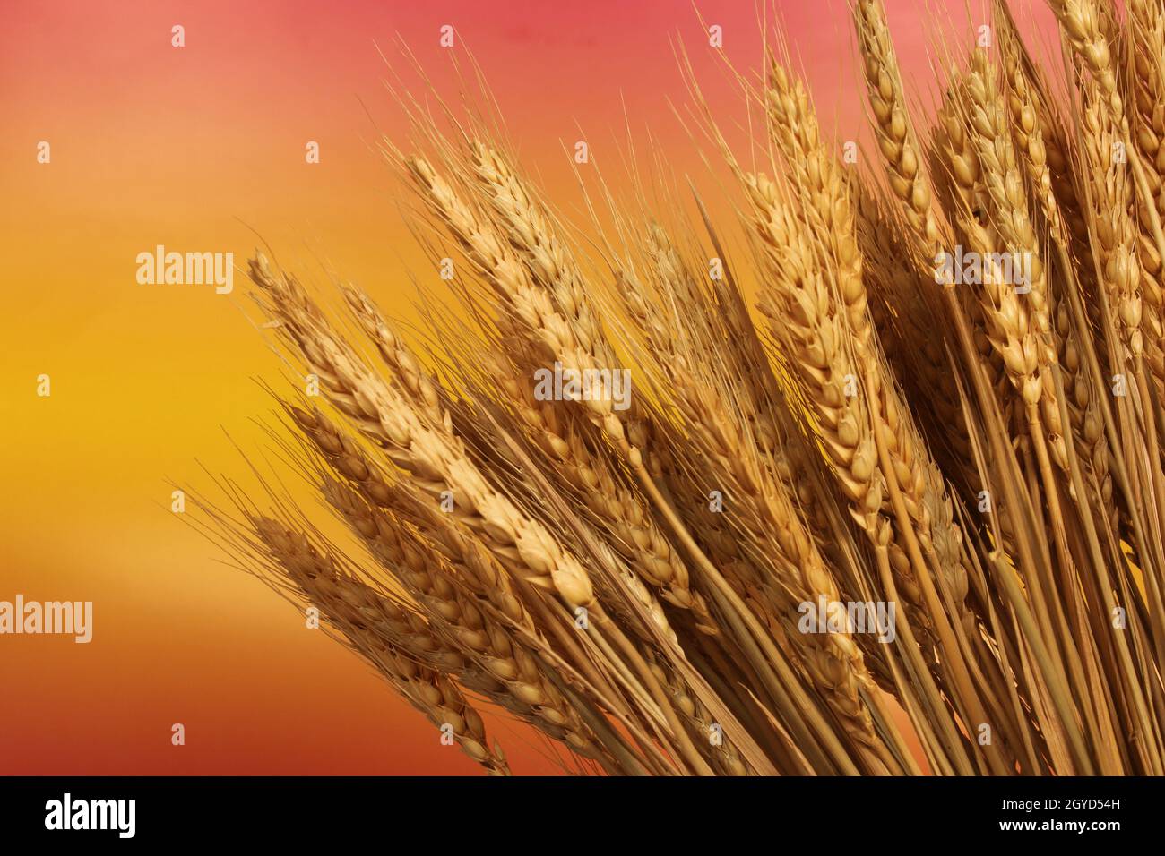 Wheat Stalks Closeup With Sunset Background Stock Photo - Alamy