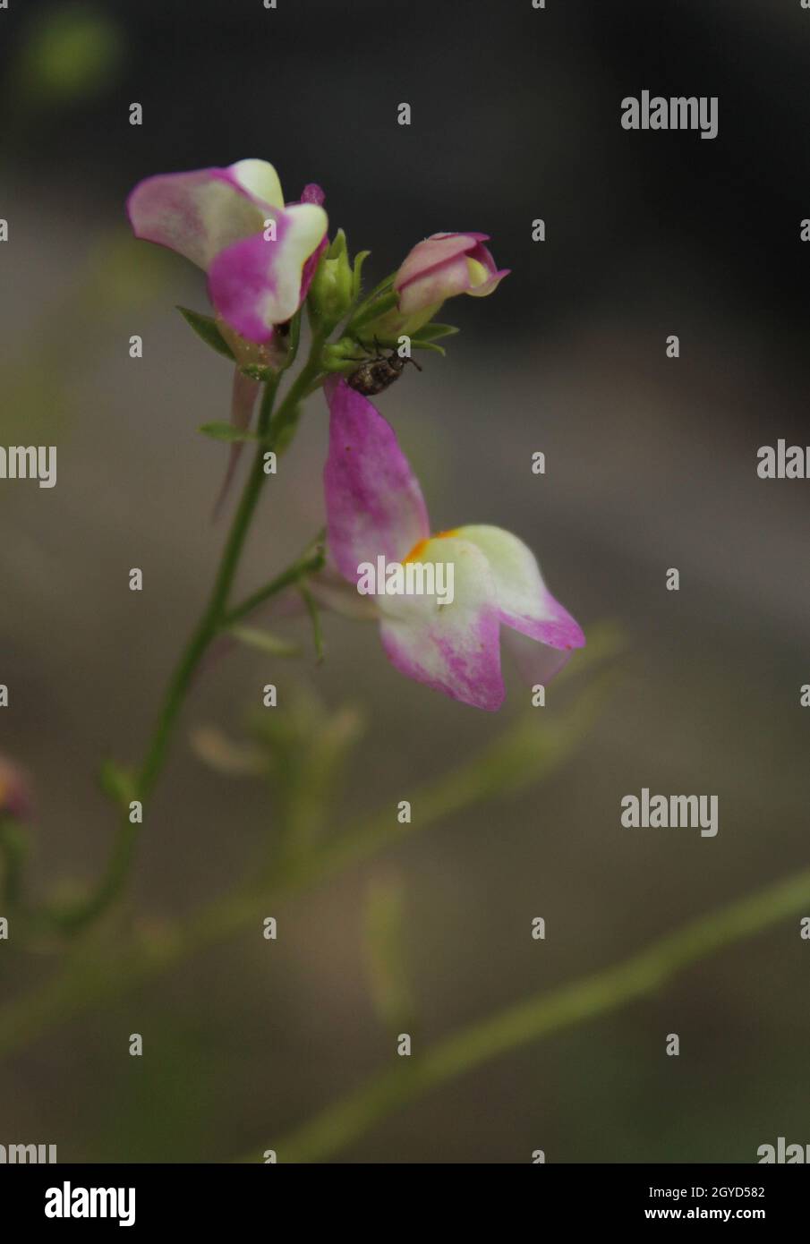 Field of Small Wildflowers in East Texas Stock Photo - Alamy