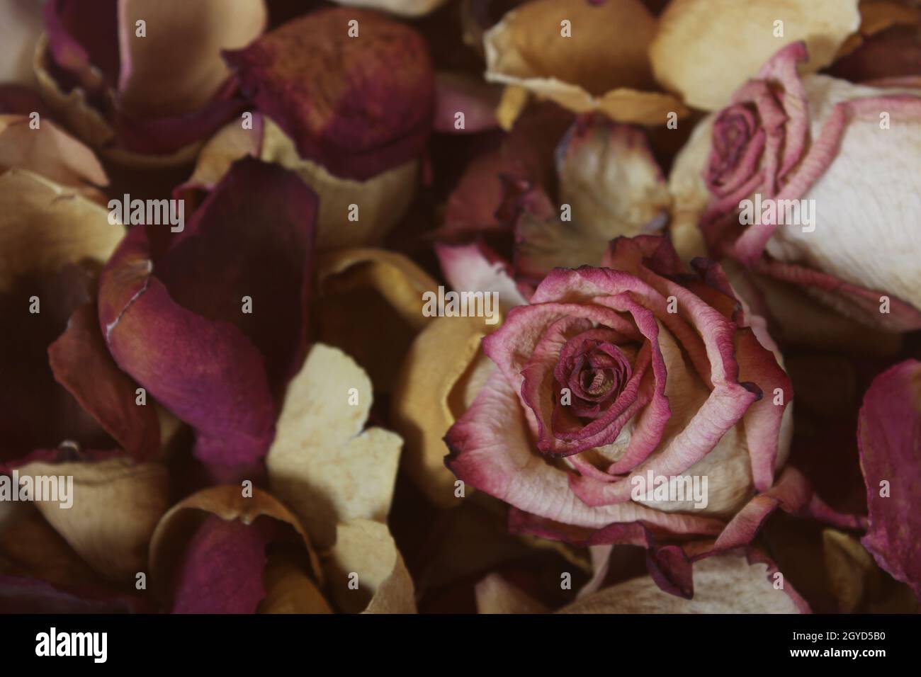 Basket of Dried Roses and Rose Petals Stock Photo - Alamy