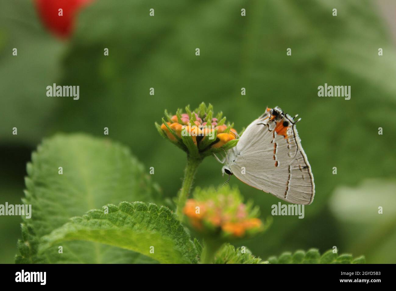 Gray Hairstreak Butterfly - Strymon melinus on Lantana Stock Photo - Alamy