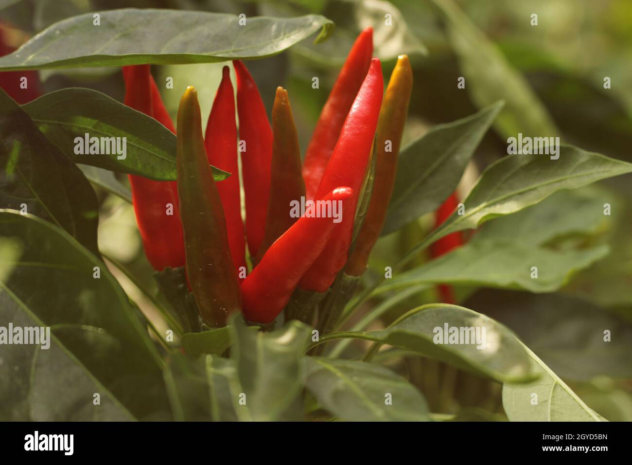 Asian Hot Pepper from Korea Shallow DOF Stock Photo - Alamy