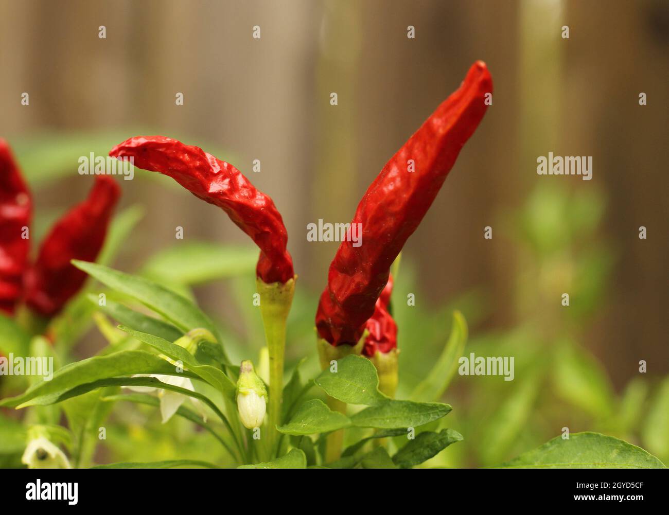 Asian Hot Pepper from Korea Shallow DOF Stock Photo - Alamy