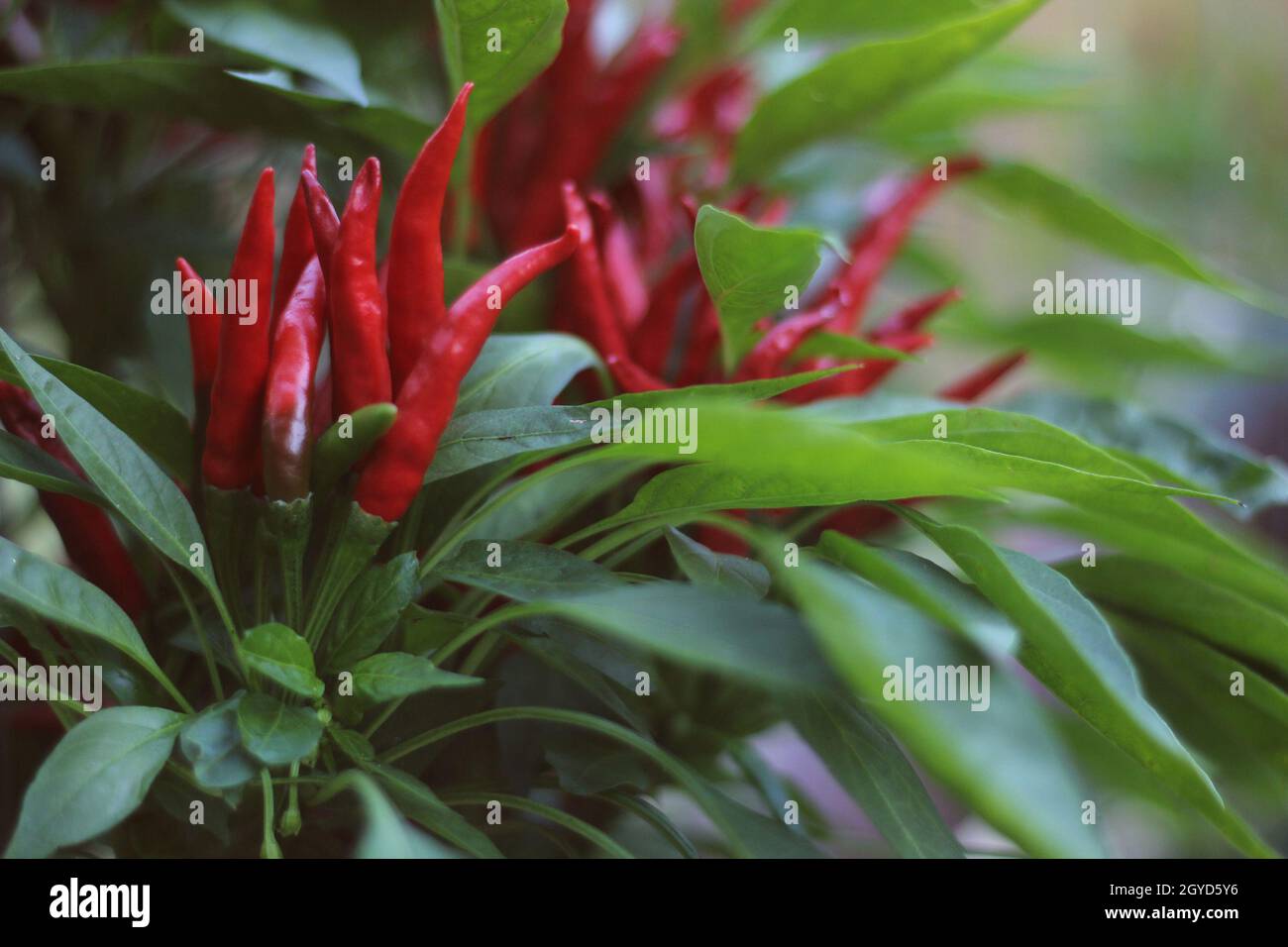 Asian Hot Pepper from Korea Shallow DOF Stock Photo - Alamy