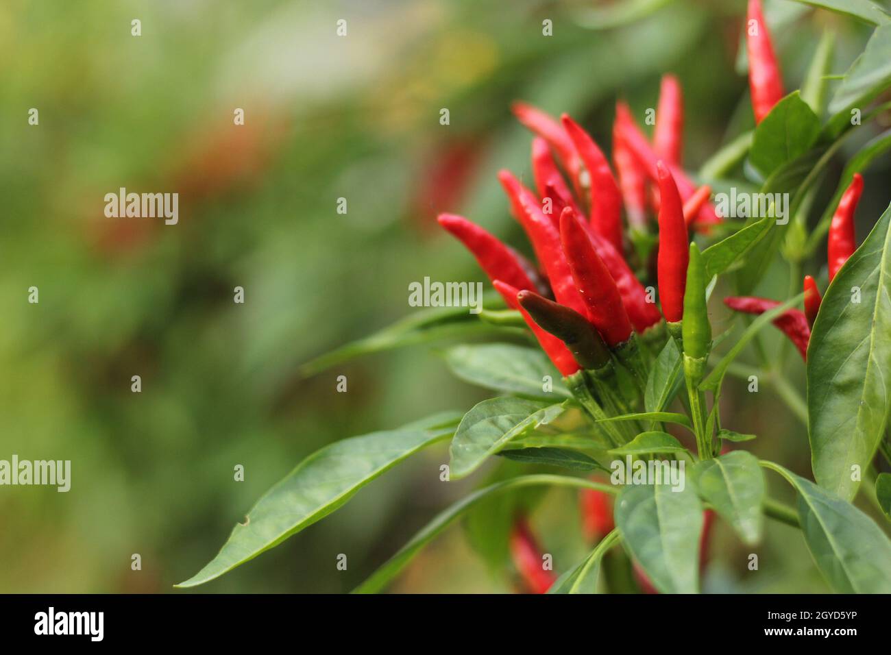 Asian Hot Pepper from Korea Shallow DOF Stock Photo - Alamy