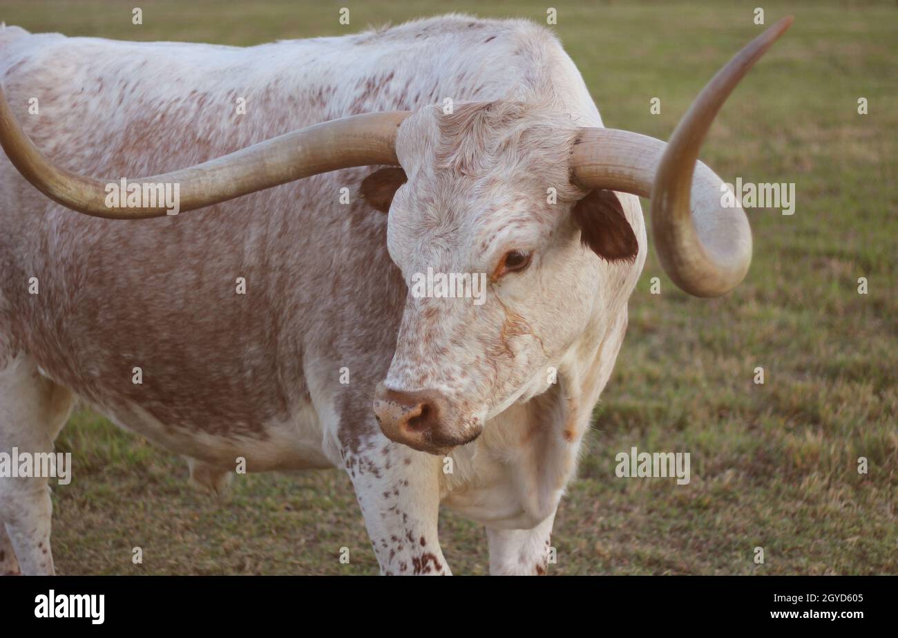 Texas Longhorn Cattle in Pasture in late afternoon Stock Photo - Alamy