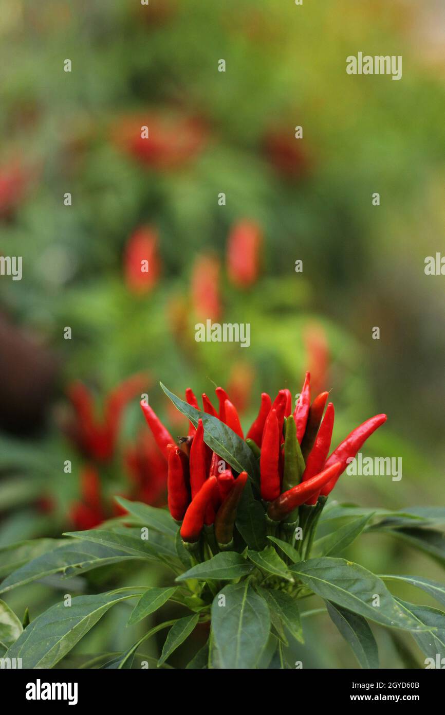 Asian Hot Pepper from Korea Shallow DOF Stock Photo - Alamy