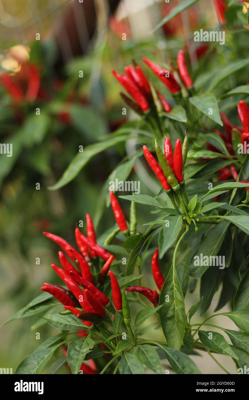 Asian Hot Pepper from Korea Shallow DOF Stock Photo - Alamy