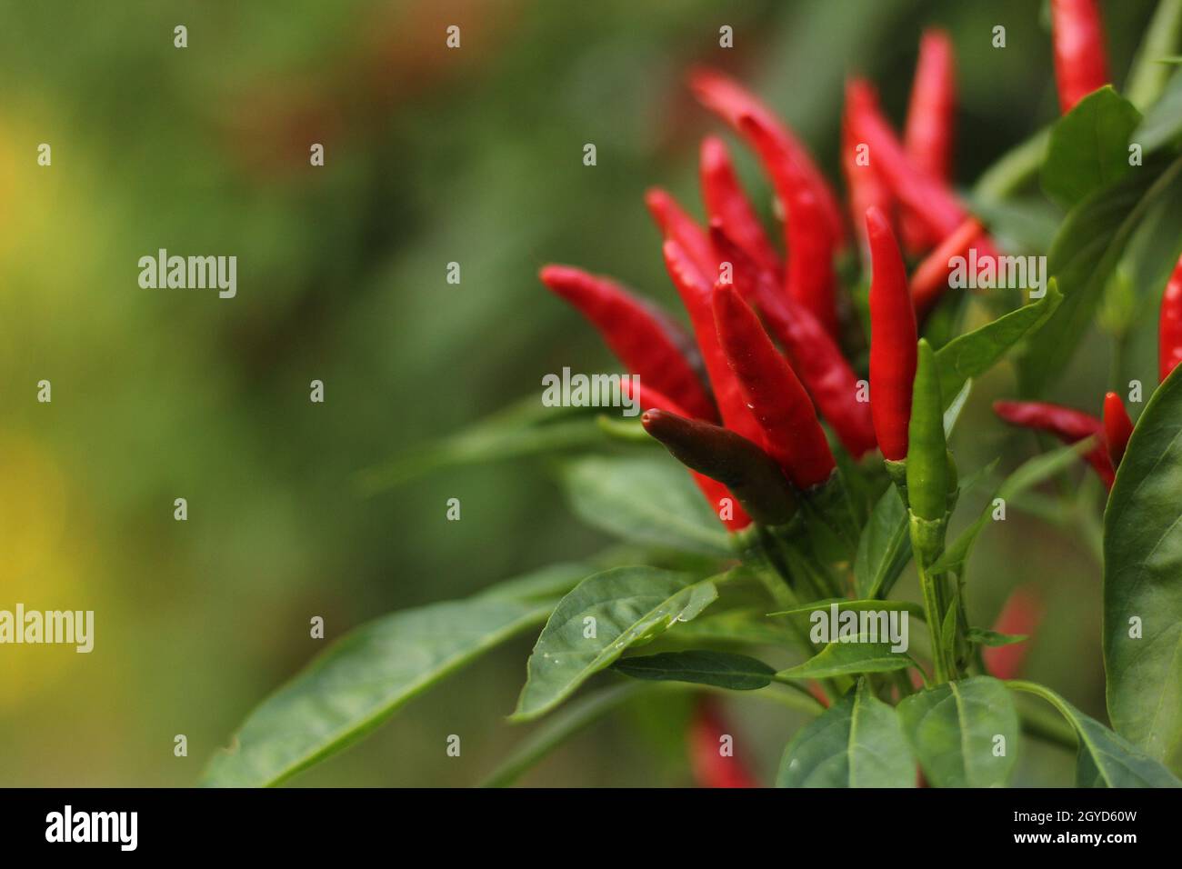 Asian Hot Pepper from Korea Shallow DOF Stock Photo - Alamy