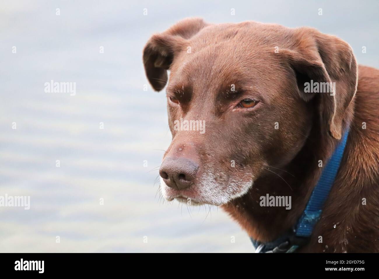 Portrait of a serious dog head against a water background Stock Photo ...
